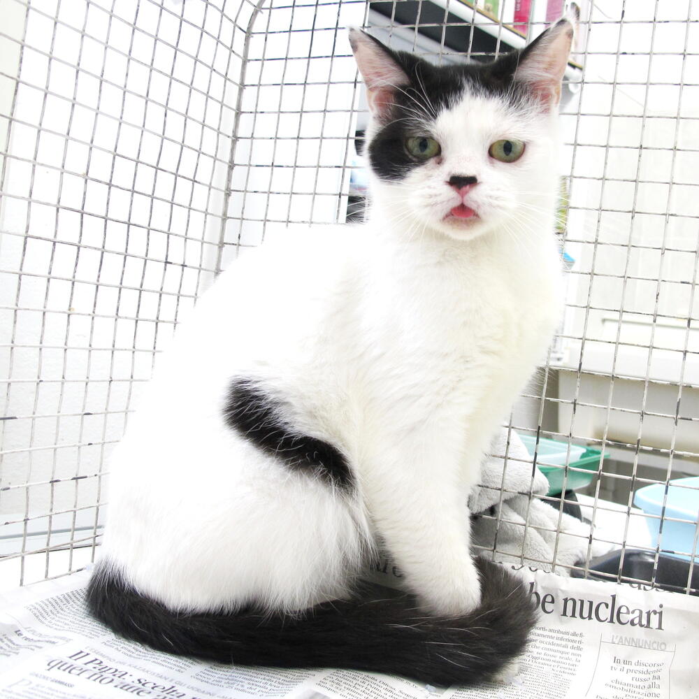 Mondo Gatto - Associazione di promozione sociale