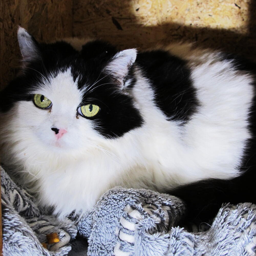 Mondo Gatto - Associazione di promozione sociale