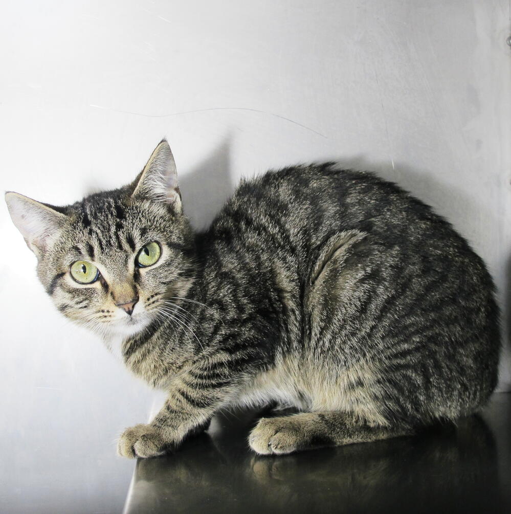 Mondo Gatto - Associazione di promozione sociale