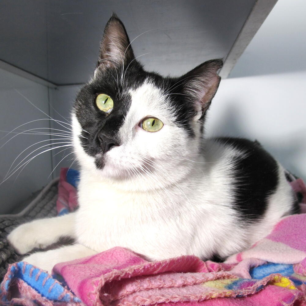 Mondo Gatto - Associazione di promozione sociale