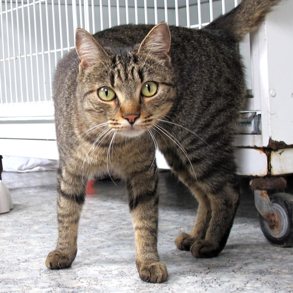 Mondo Gatto - Associazione di promozione sociale