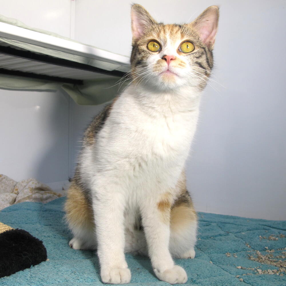 Mondo Gatto - Amelia