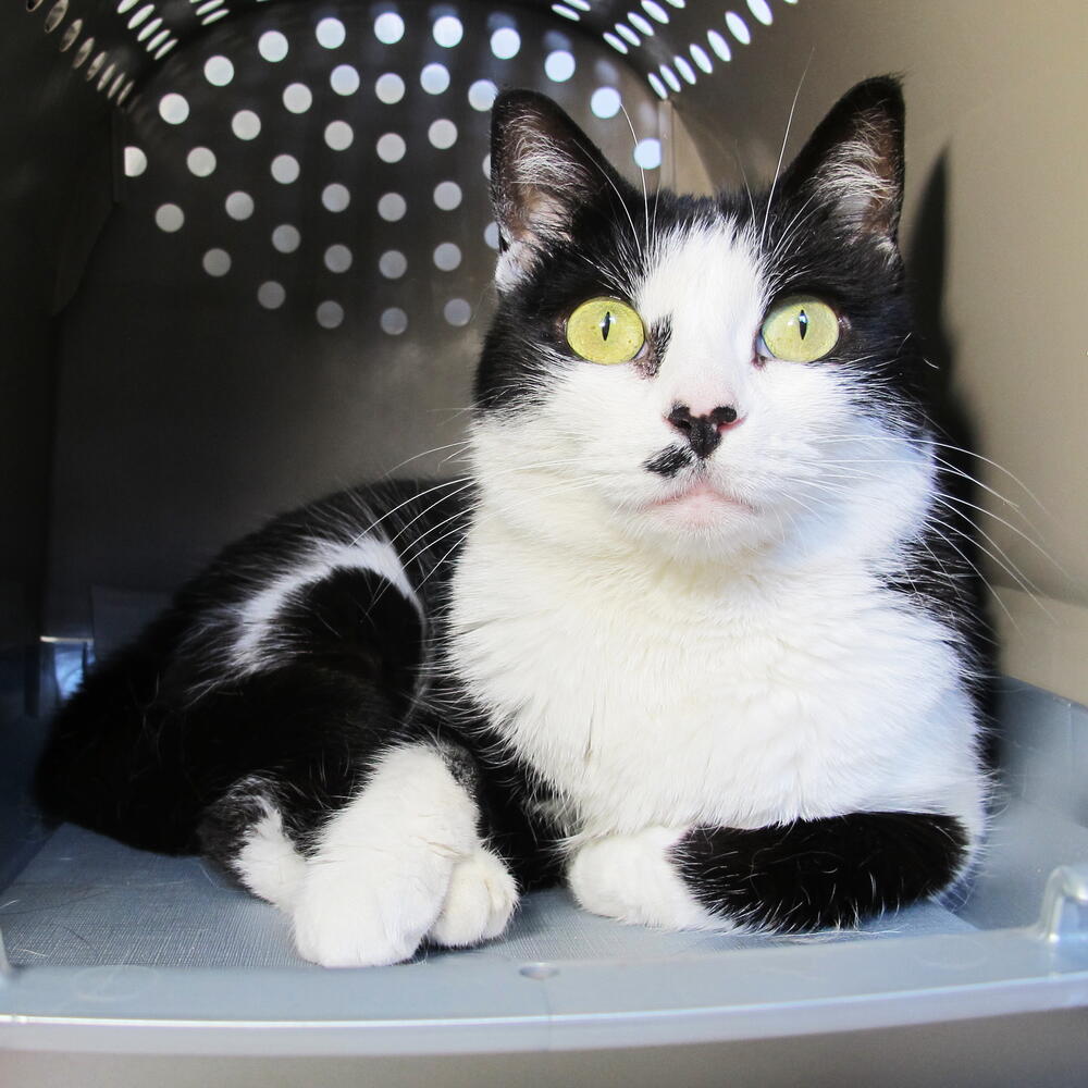 Mondo Gatto - Associazione di promozione sociale