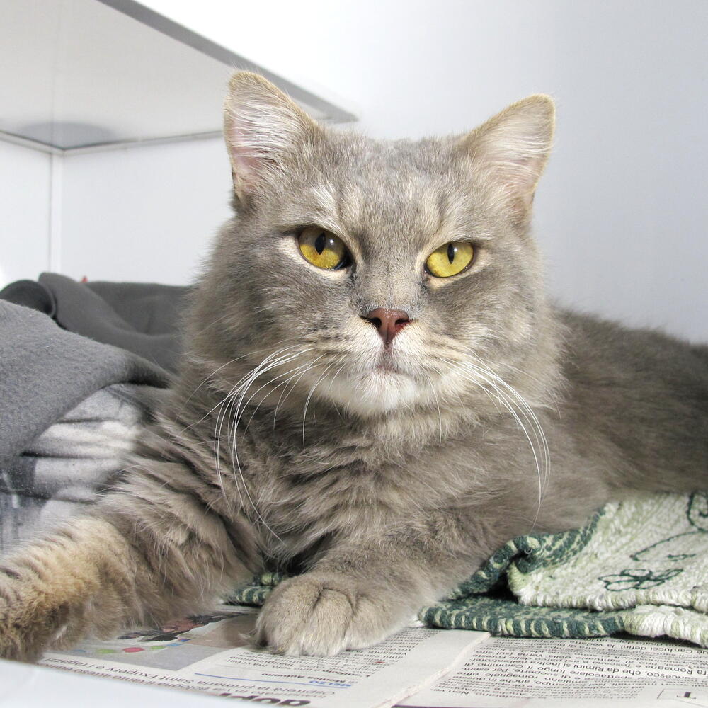 Mondo Gatto - Ettore