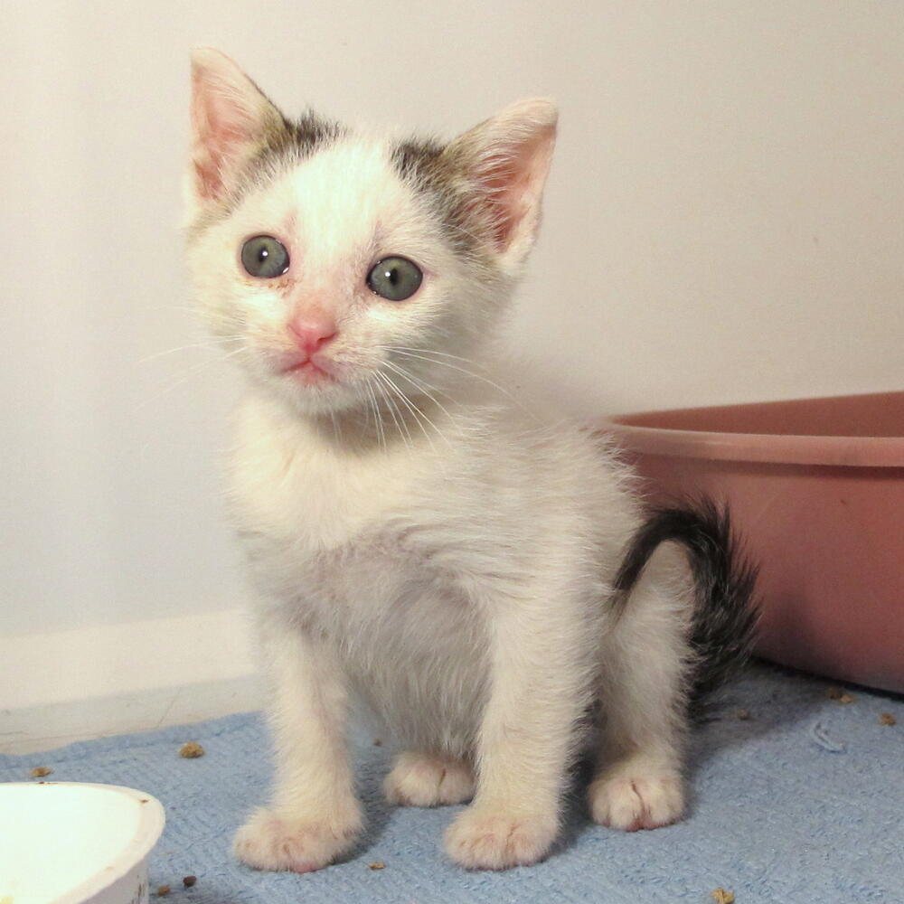 Mondo Gatto - Benny Junior