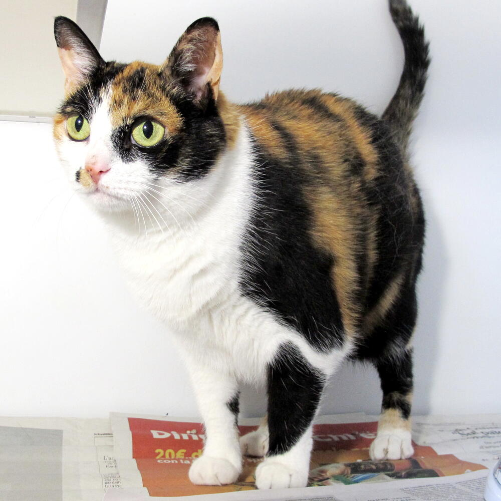Mondo Gatto - Associazione di promozione sociale