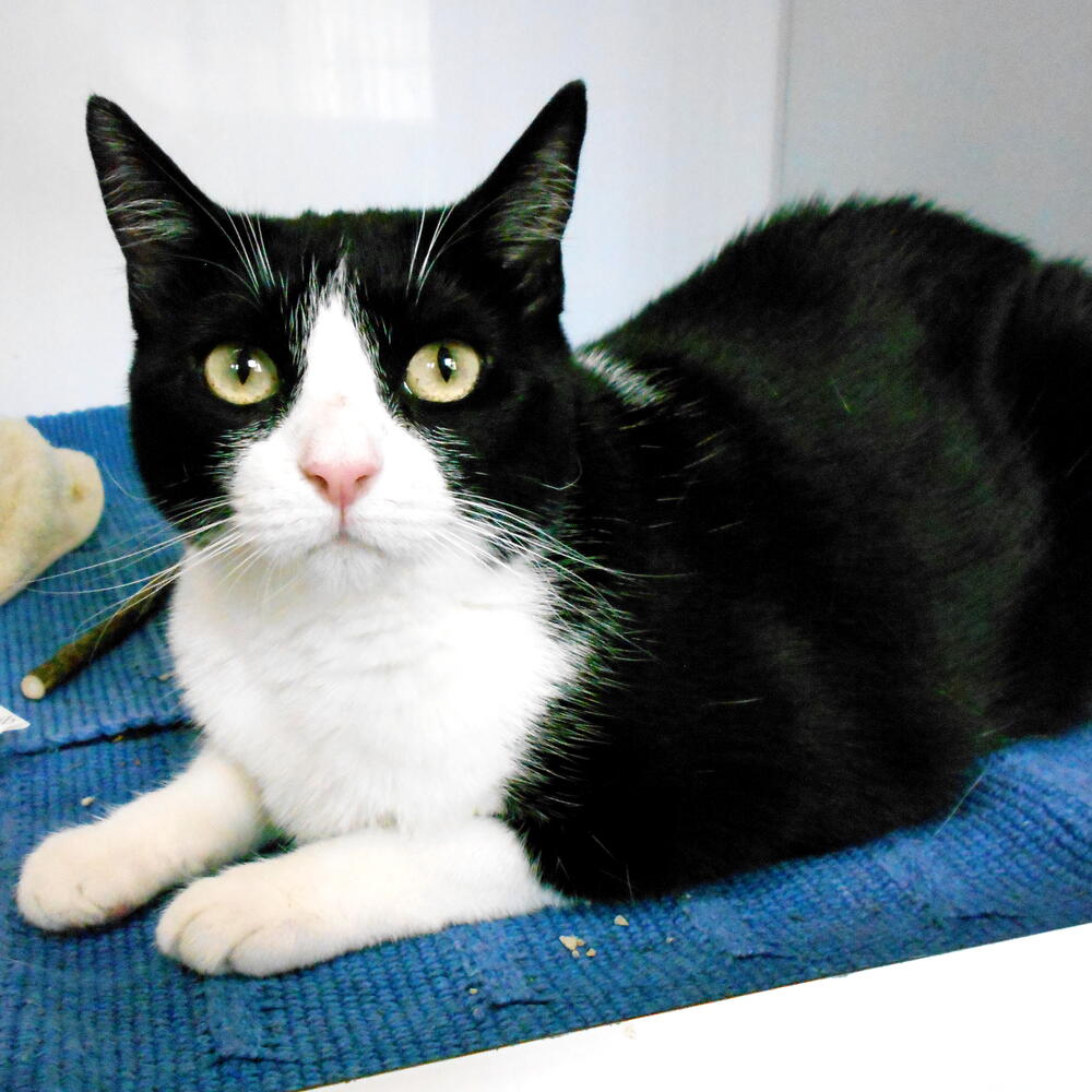 Mondo Gatto - Associazione di promozione sociale
