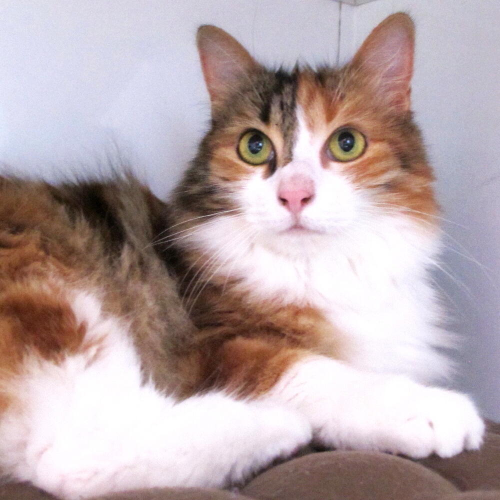 Mondo Gatto - Associazione di promozione sociale