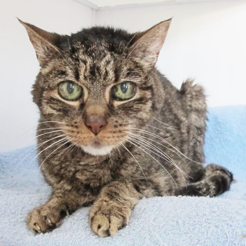 Mondo Gatto - Associazione di promozione sociale