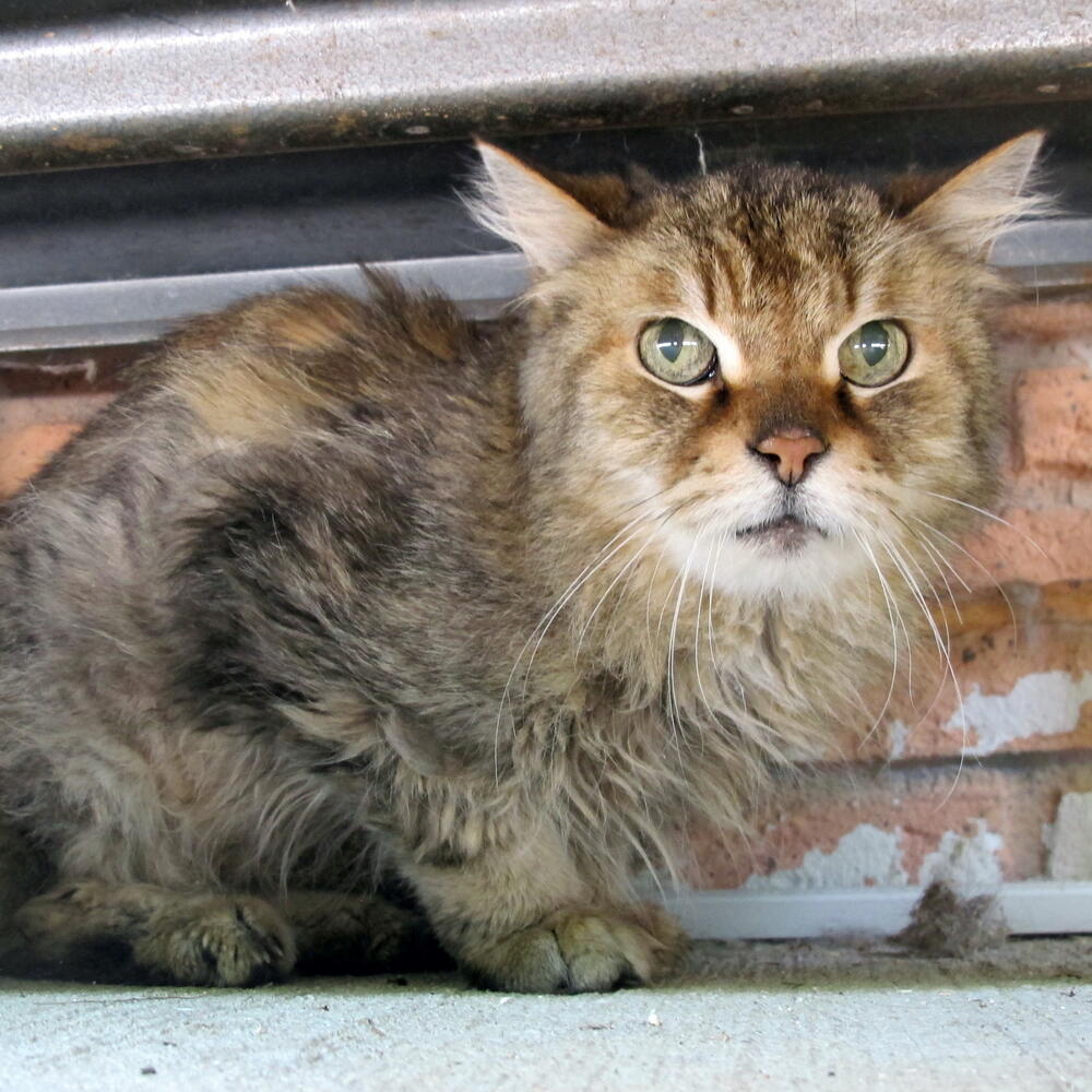 Mondo Gatto - Associazione di promozione sociale