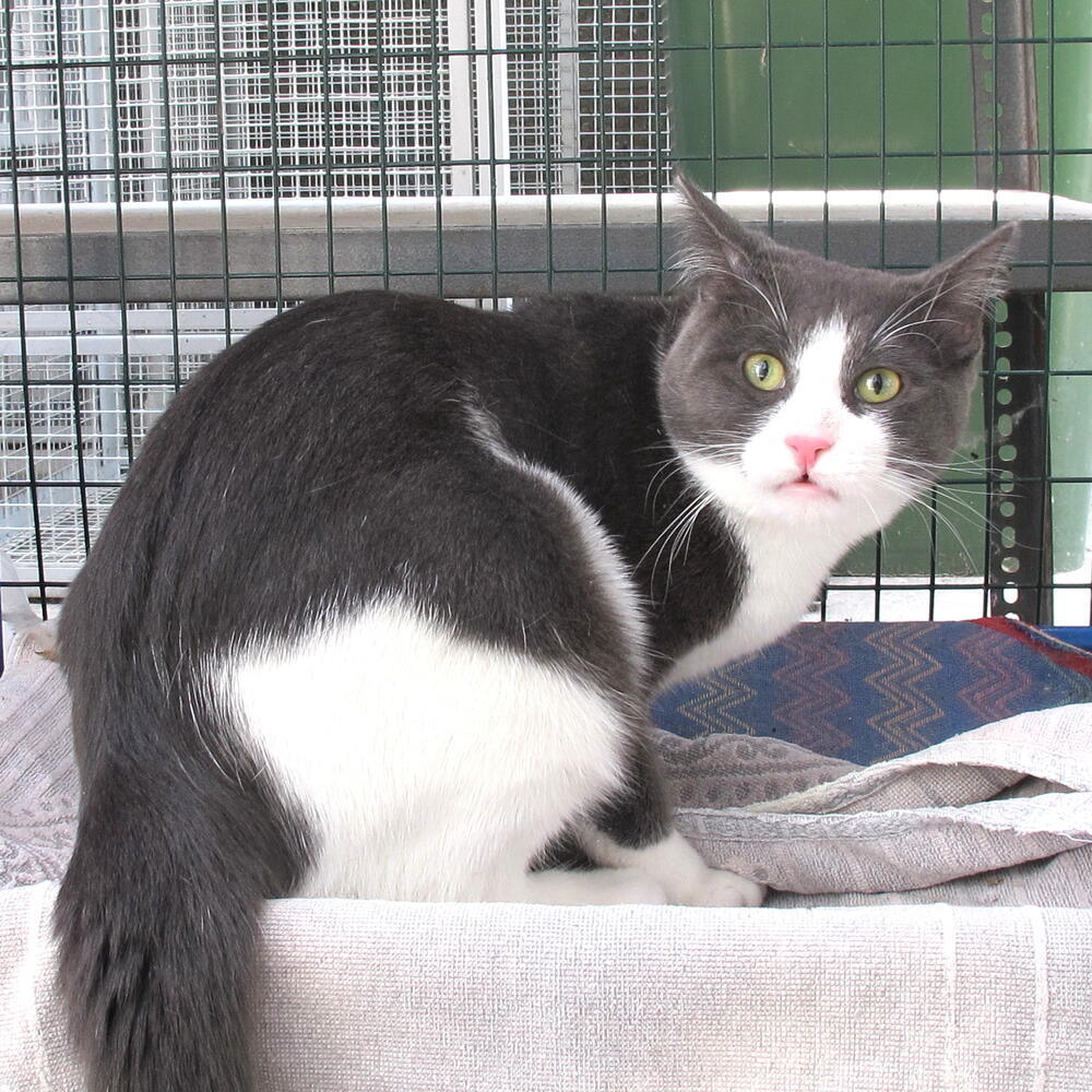 Mondo Gatto - Associazione di promozione sociale