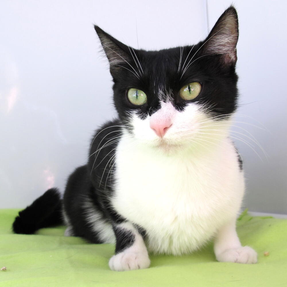 Mondo Gatto - Associazione di promozione sociale