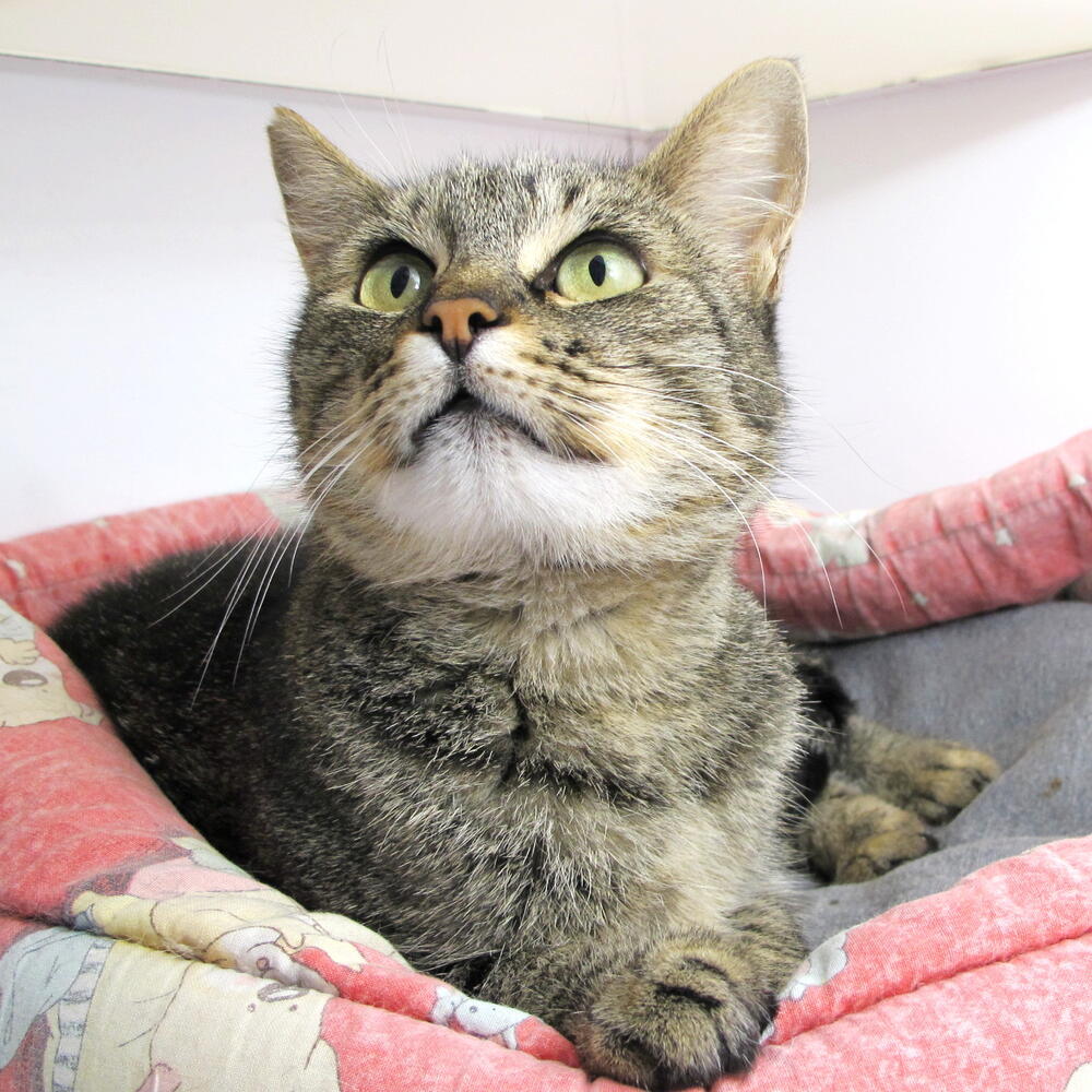 Mondo Gatto - Associazione di promozione sociale