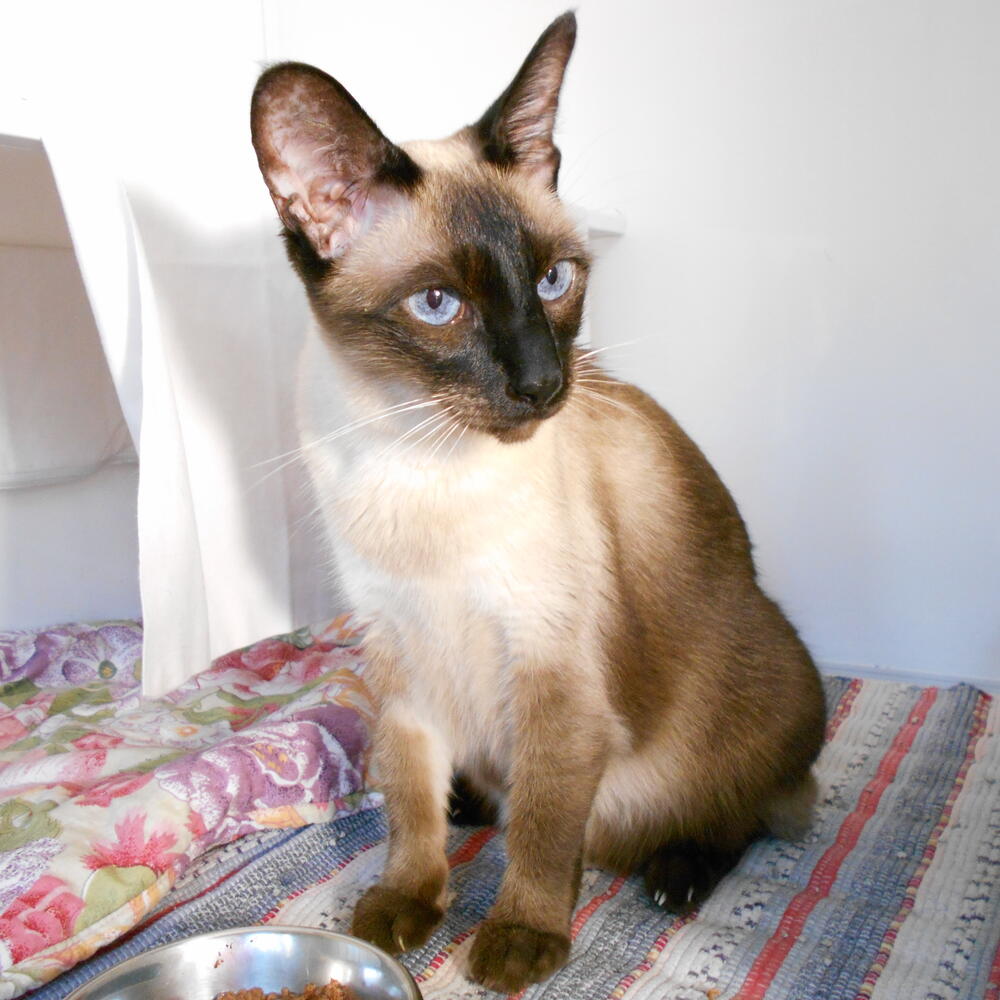 Mondo Gatto - Associazione di promozione sociale