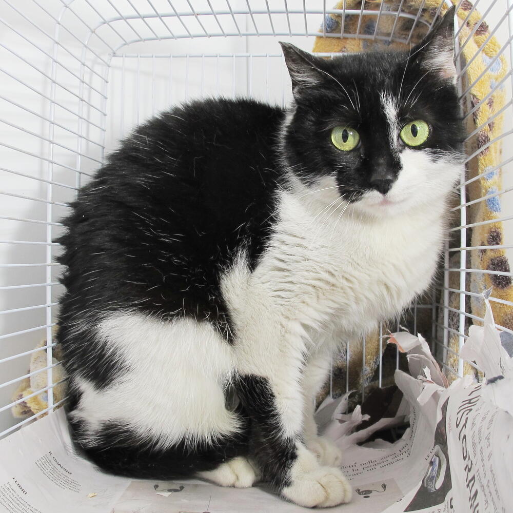 Mondo Gatto - Associazione di promozione sociale