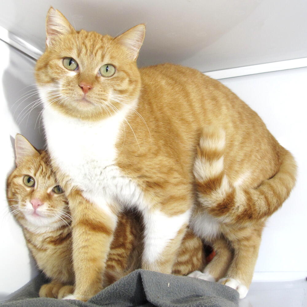 Mondo Gatto - Associazione di promozione sociale