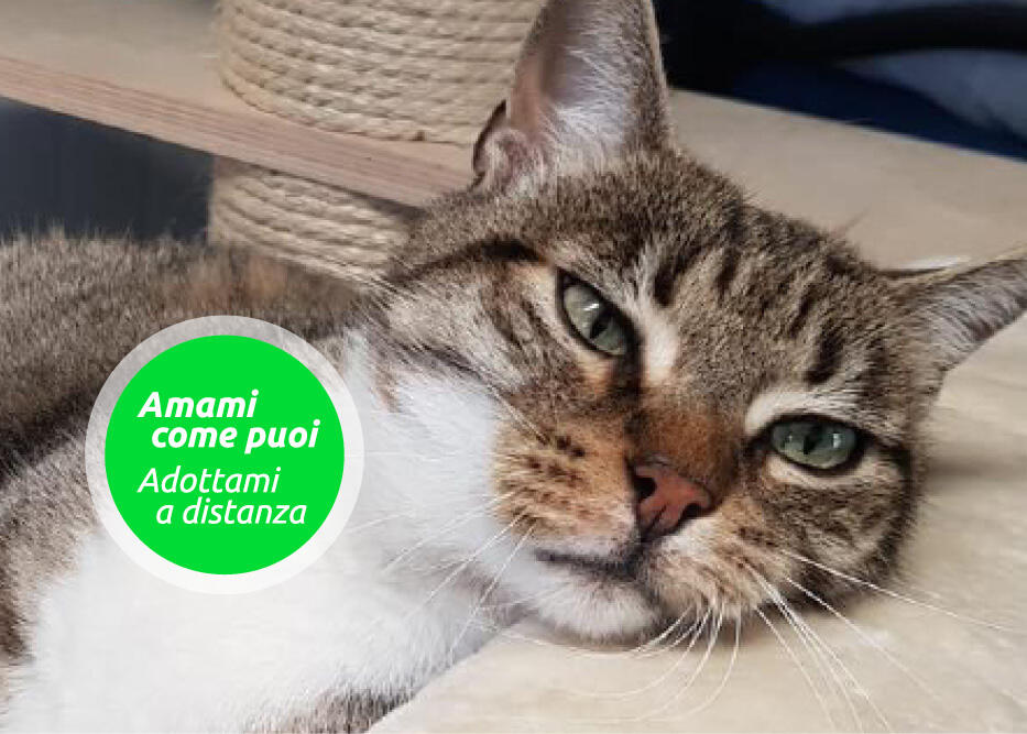 Mondo Gatto - Associazione di promozione sociale