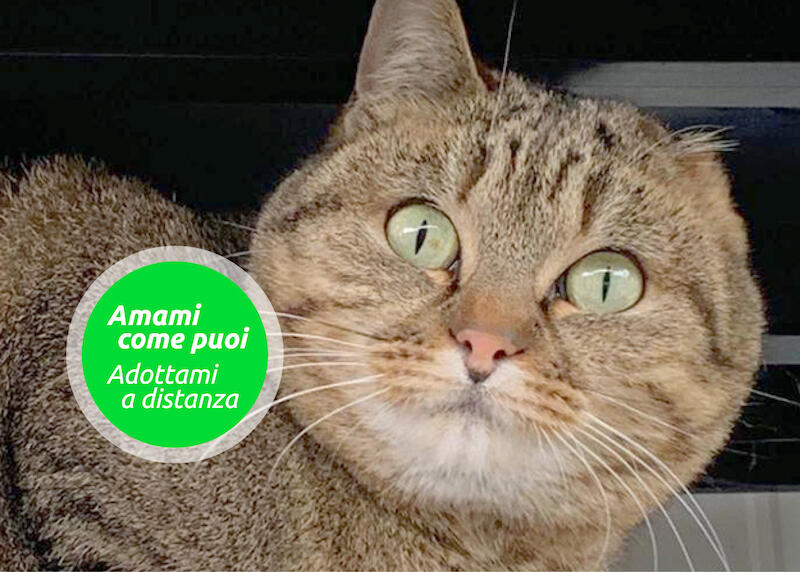 Mondo Gatto - Associazione di promozione sociale