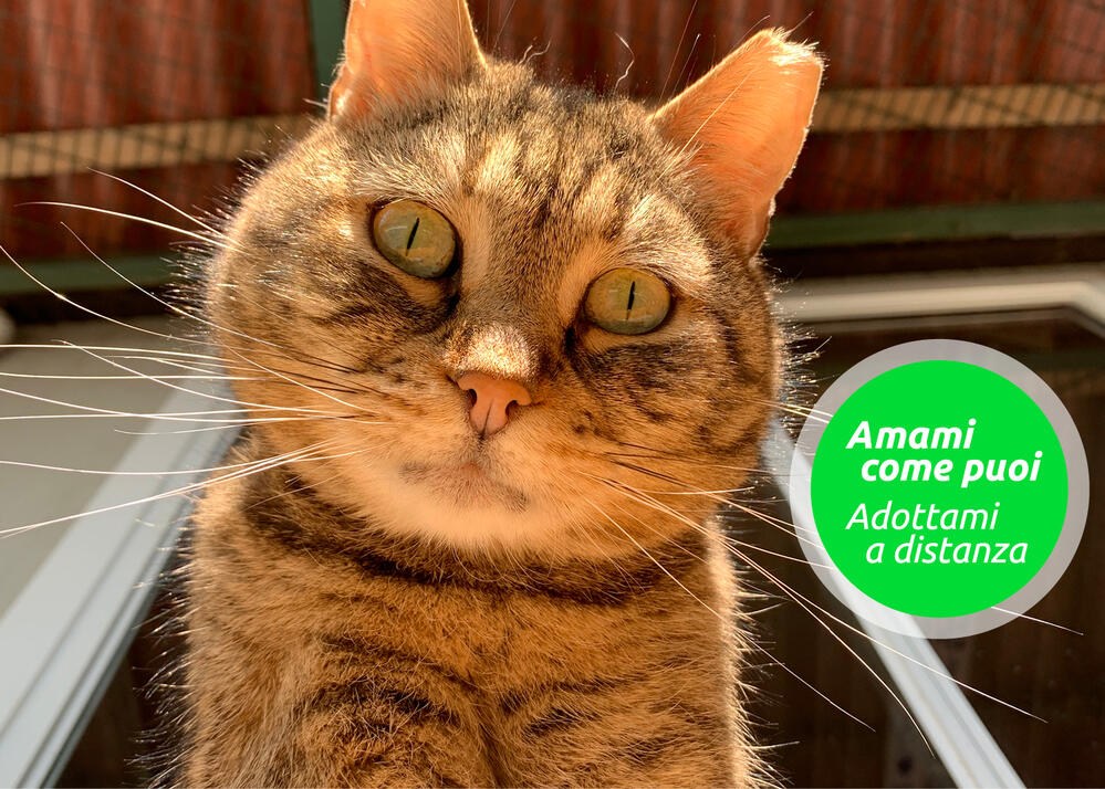 Mondo Gatto - Associazione di promozione sociale