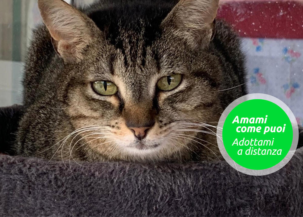 Mondo Gatto - Associazione di promozione sociale
