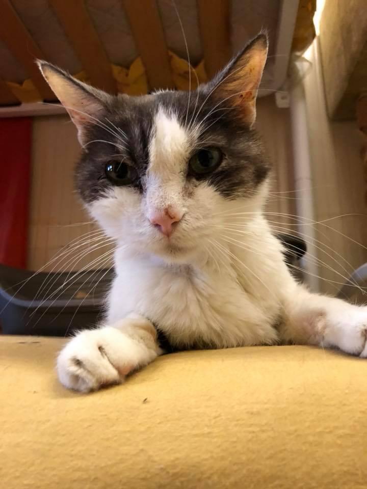 Mondo Gatto - Napoleone